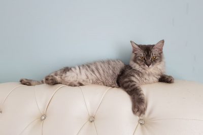 90 Best Cat Puns to Meow Over - Great Pet Living