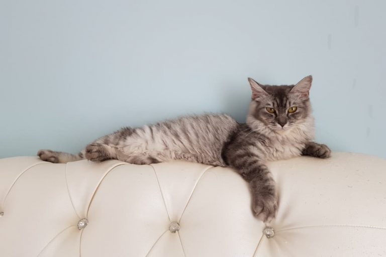 90 Best Cat Puns to Meow Over - Great Pet Living