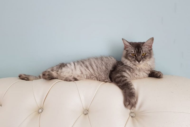 90 Best Cat Puns to Meow Over - Great Pet Living