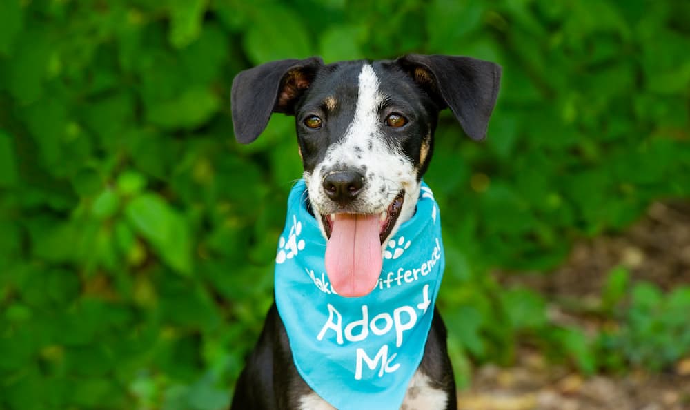 50 Rescue Dog Quotes To Celebrate Second Chances Great Pet Living