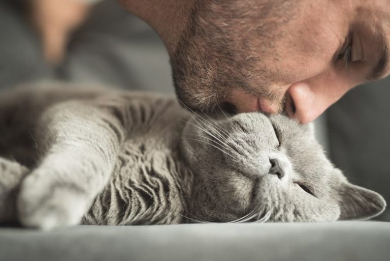 28 Loss of a Cat Quotes to Commemorate Passed Pets - Great Pet Living