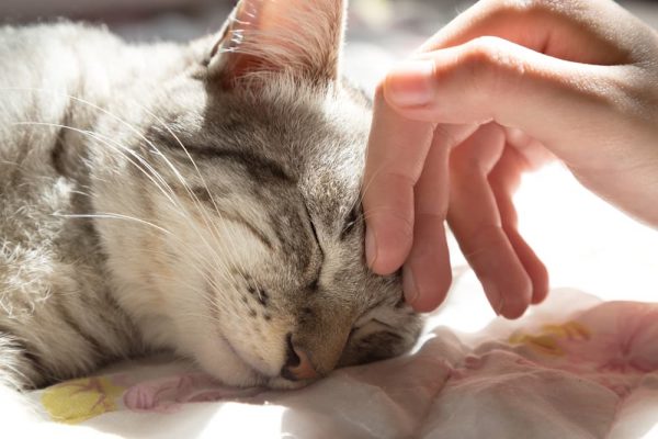 28 Loss of a Cat Quotes to Commemorate Passed Pets - Great Pet Living