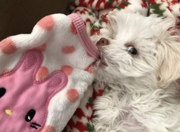 Dog Side Eye: 23 Dogs Who Have Mastered the Shady Gaze - Great Pet Living