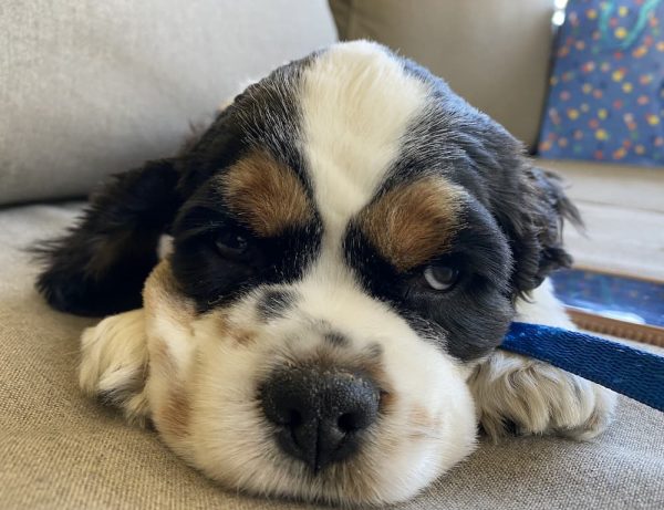 Dog Side Eye: 23 Dogs Who Have Mastered the Shady Gaze - Great Pet Living