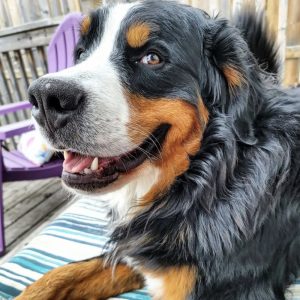 Dog Side Eye: 23 Dogs Who Have Mastered the Shady Gaze - Great Pet Living