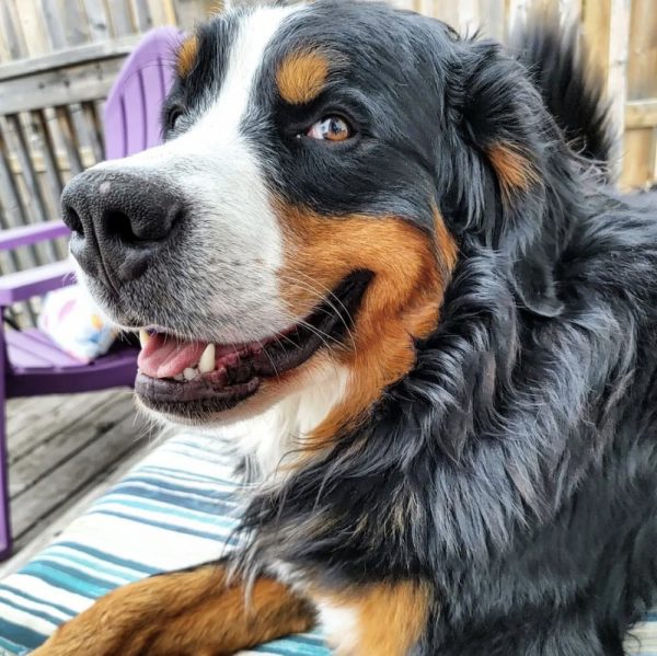 Dog Side Eye: 23 Dogs Who Have Mastered the Shady Gaze - Great Pet Living