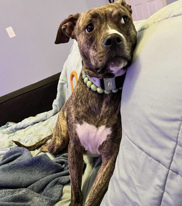 Dog Side Eye: 23 Dogs Who Have Mastered the Shady Gaze - Great Pet Living
