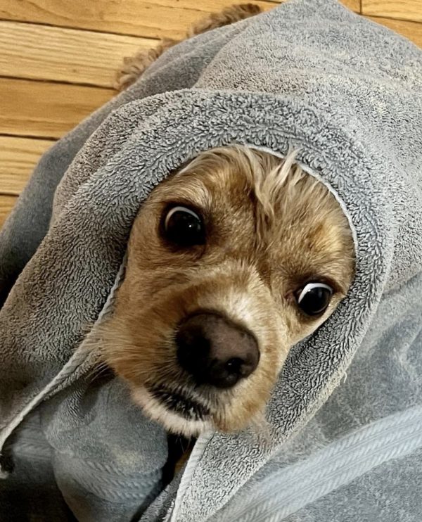 Dog Side Eye: 23 Dogs Who Have Mastered the Shady Gaze - Great Pet Living