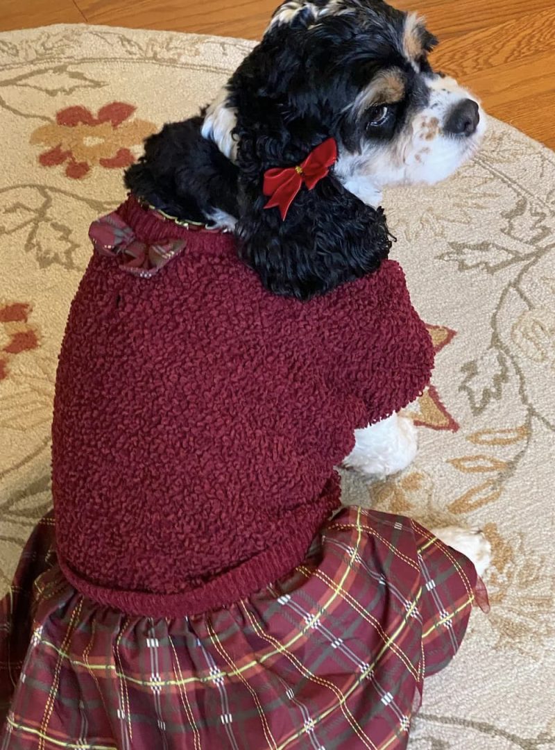 Dog Side Eye: 23 Dogs Who Have Mastered the Shady Gaze - Great Pet Living