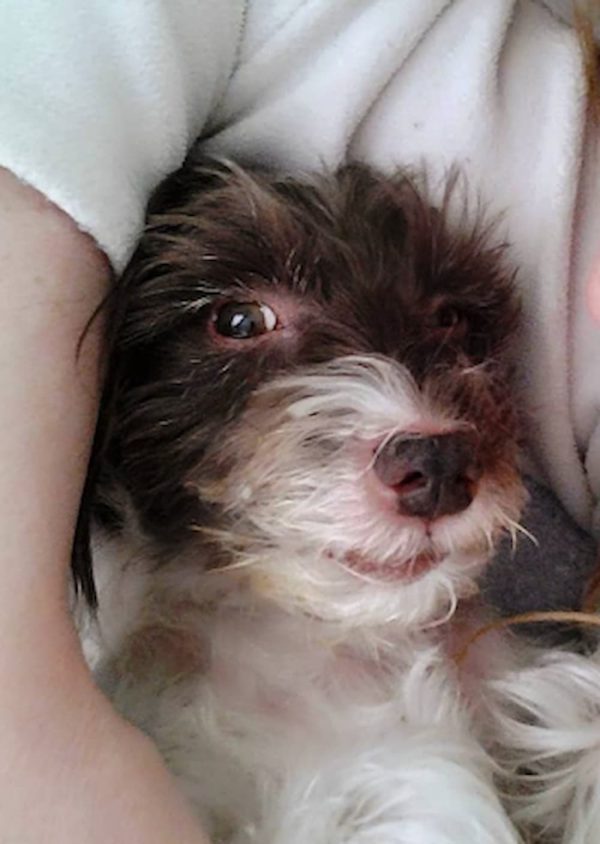 Dog Side Eye: 23 Dogs Who Have Mastered the Shady Gaze - Great Pet Living
