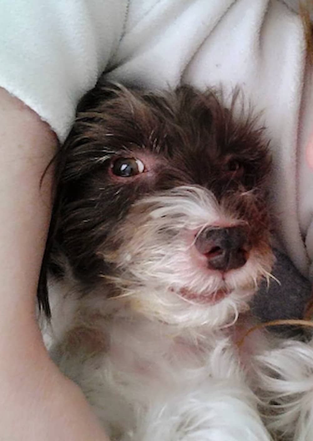 Dog Side Eye: 23 Dogs Who Have Mastered the Shady Gaze - Great Pet Living