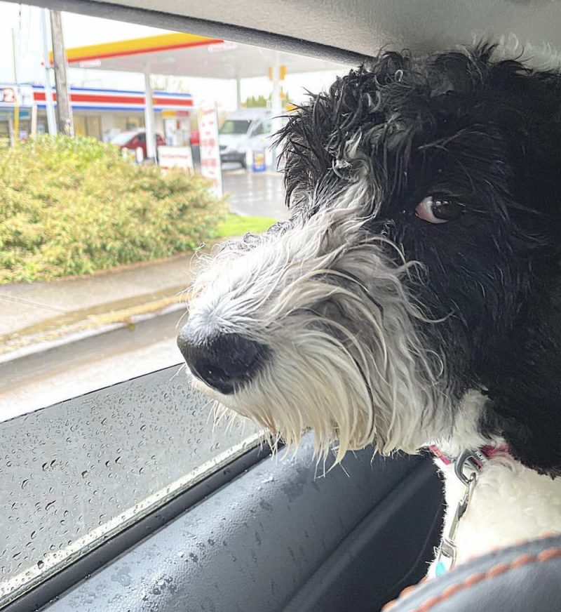 Dog Side Eye: 23 Dogs Who Have Mastered the Shady Gaze - Great Pet Living