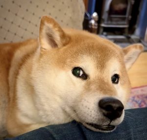 Dog Side Eye: 23 Dogs Who Have Mastered the Shady Gaze - Great Pet Living