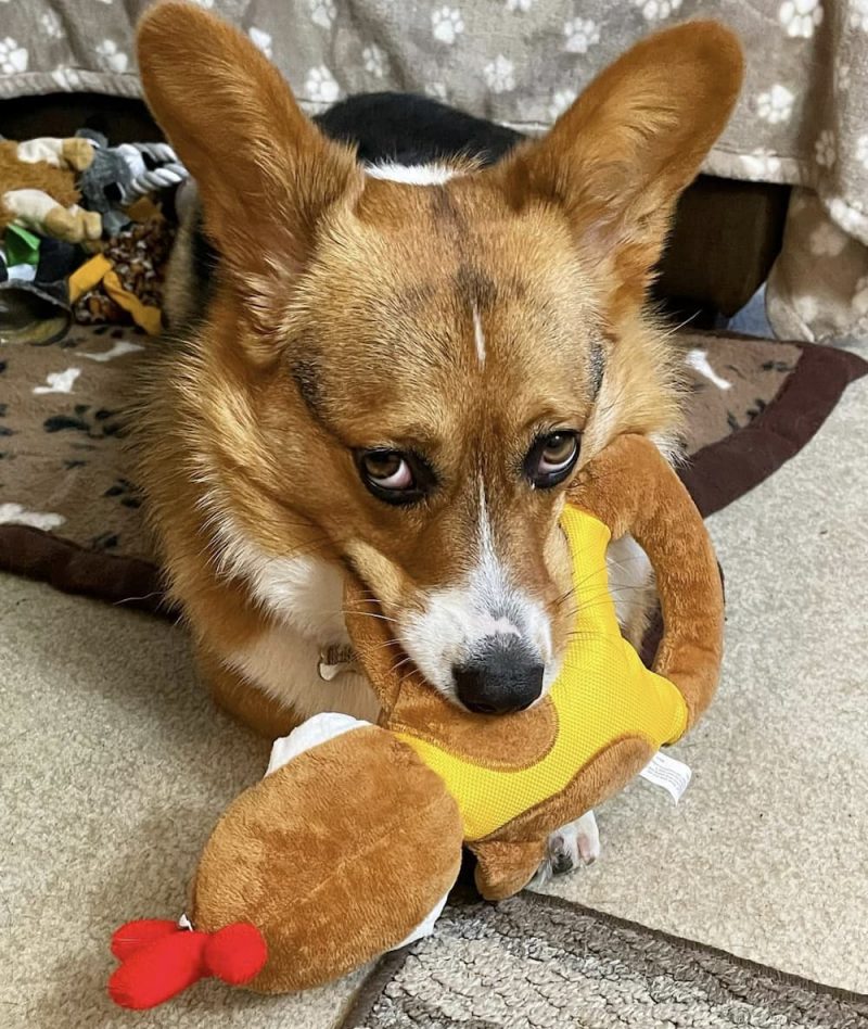 Dog Side Eye: 23 Dogs Who Have Mastered the Shady Gaze - Great Pet Living