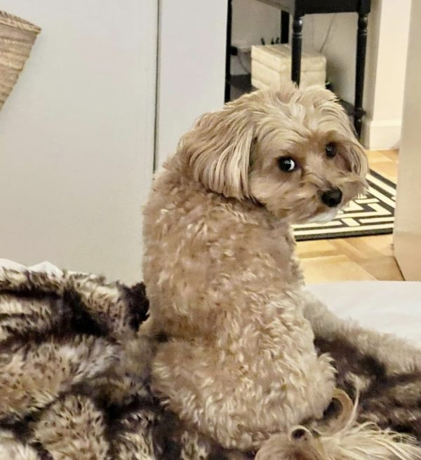 Dog Side Eye: 23 Dogs Who Have Mastered the Shady Gaze - Great Pet Living