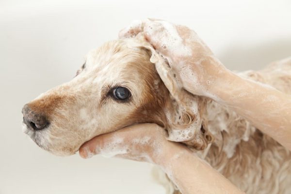 Can I Use Baby Shampoo on My Dog? - Great Pet Living