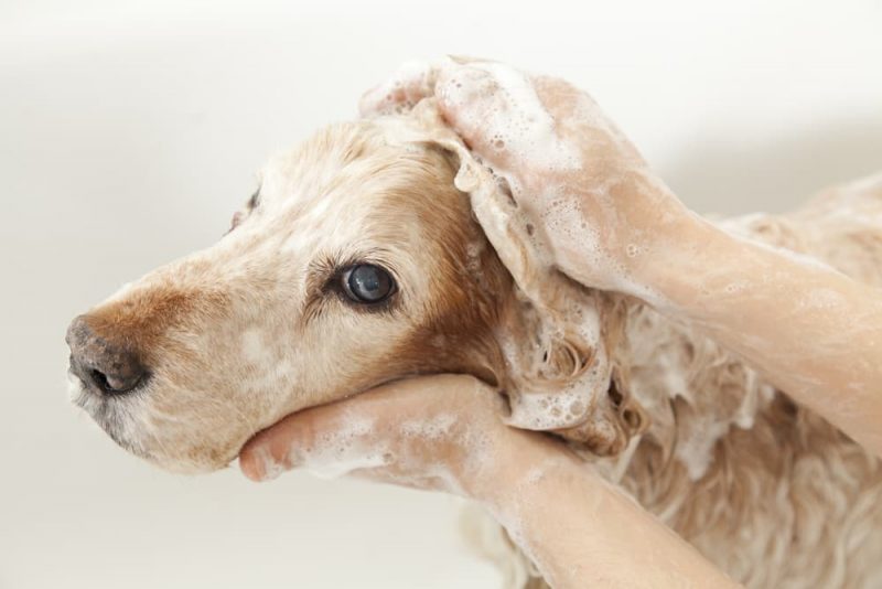 Can I Use Baby Shampoo on My Dog? - Great Pet Living