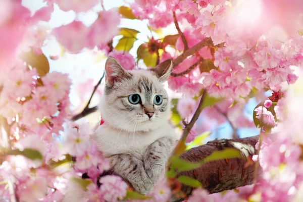 Great Pet Living