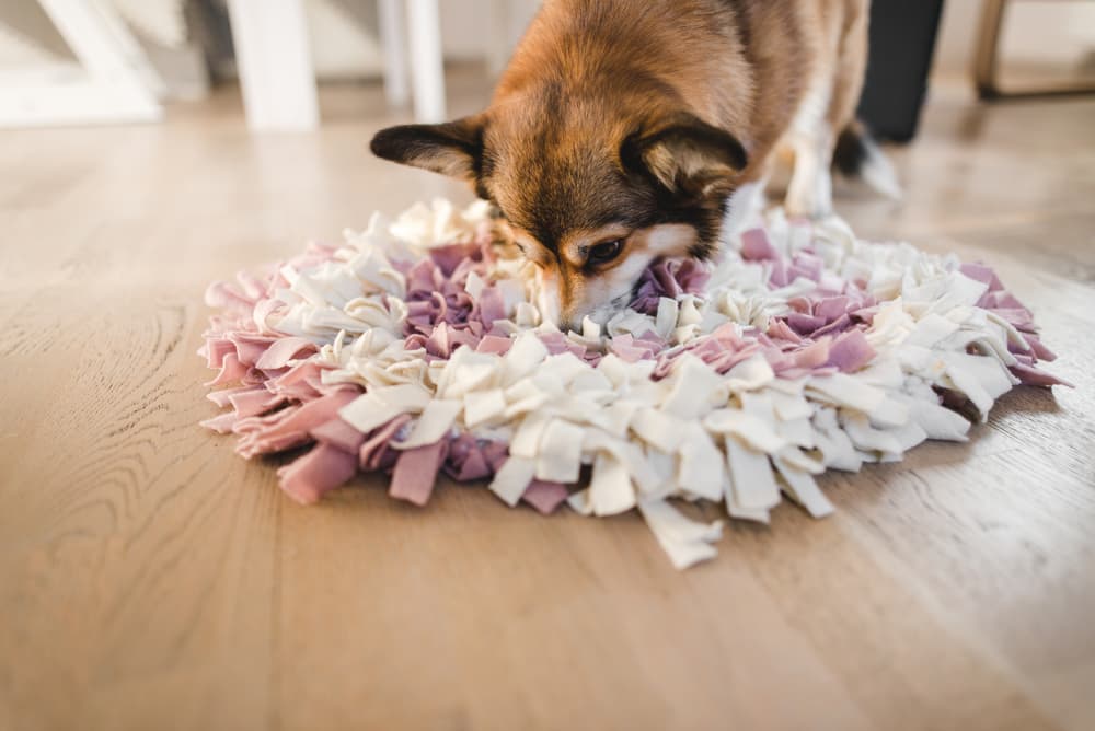 DIY Dog Puzzles 5 To Try At Home Great Pet Living
