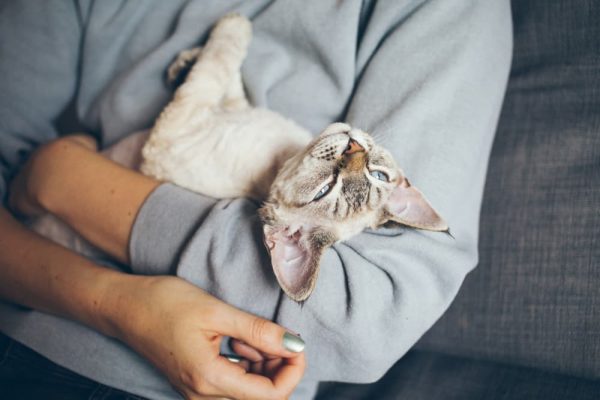 How to Teach a Cat to Fetch - Great Pet Living
