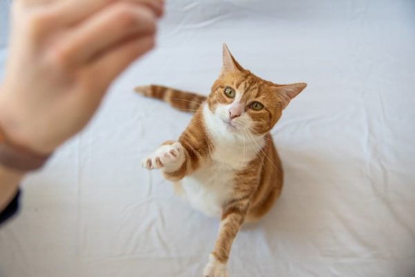 How to Teach a Cat to Fetch - Great Pet Living