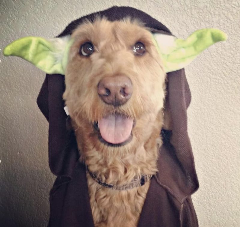 Dog Side Eye: 23 Dogs Who Have Mastered the Shady Gaze - Great Pet Living