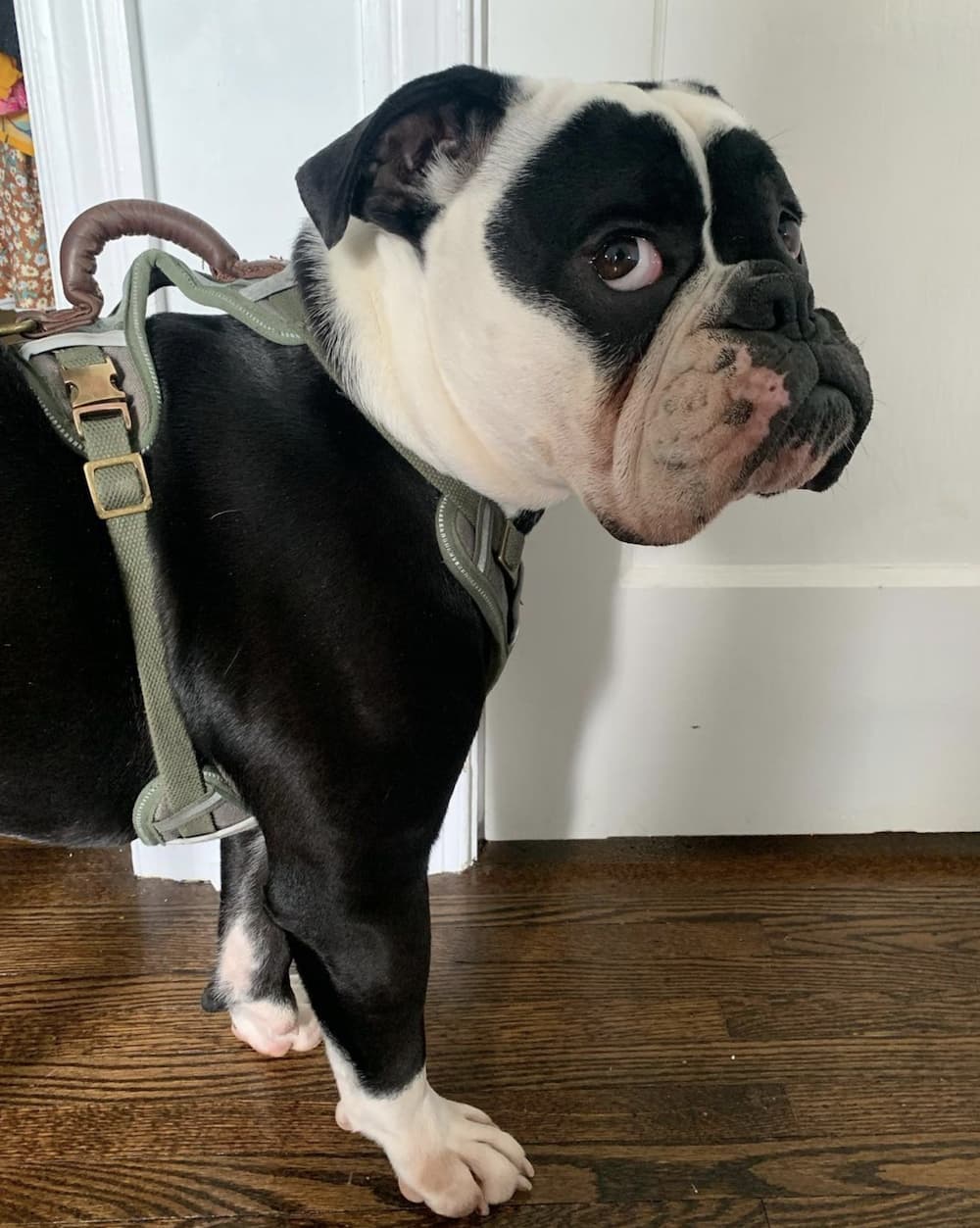 Dog Side Eye: 23 Dogs Who Have Mastered the Shady Gaze - Great Pet Living