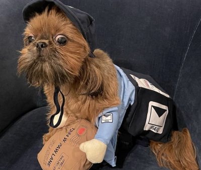 Dog Side Eye: 23 Dogs Who Have Mastered the Shady Gaze - Great Pet Living