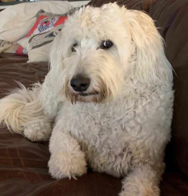 Dog Side Eye: 23 Dogs Who Have Mastered the Shady Gaze - Great Pet Living