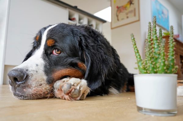 Dog Side Eye: 23 Dogs Who Have Mastered the Shady Gaze - Great Pet Living