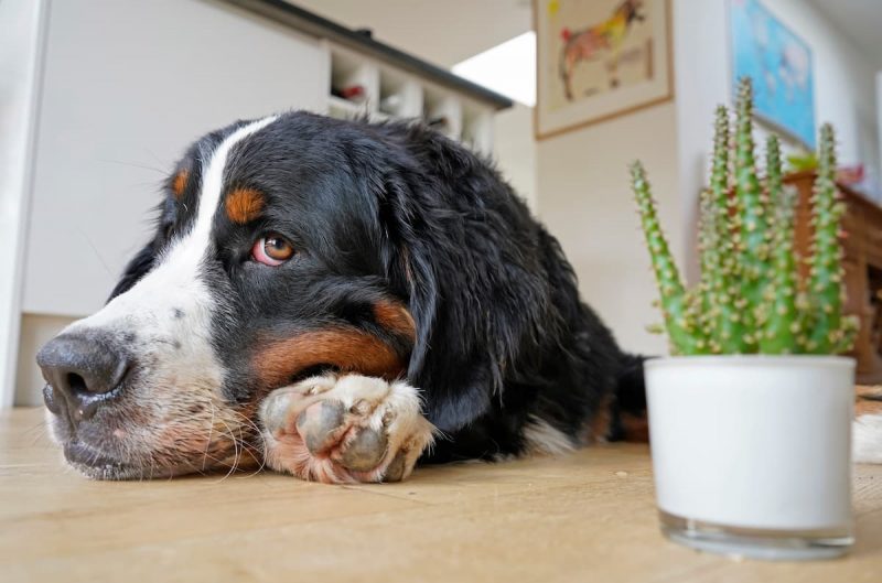 Dog Side Eye: 23 Dogs Who Have Mastered the Shady Gaze - Great Pet Living