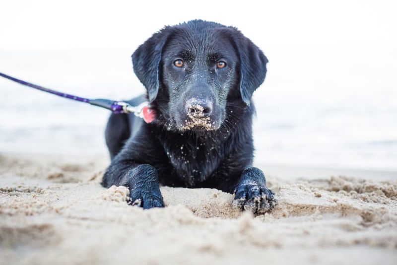 10 Best Dog Beaches in Michigan - Great Pet Living