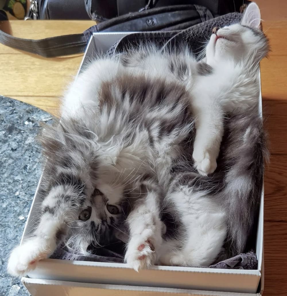 Cats Cuddling: 21 Adorable Photos of Snuggling Felines - Great Pet Living