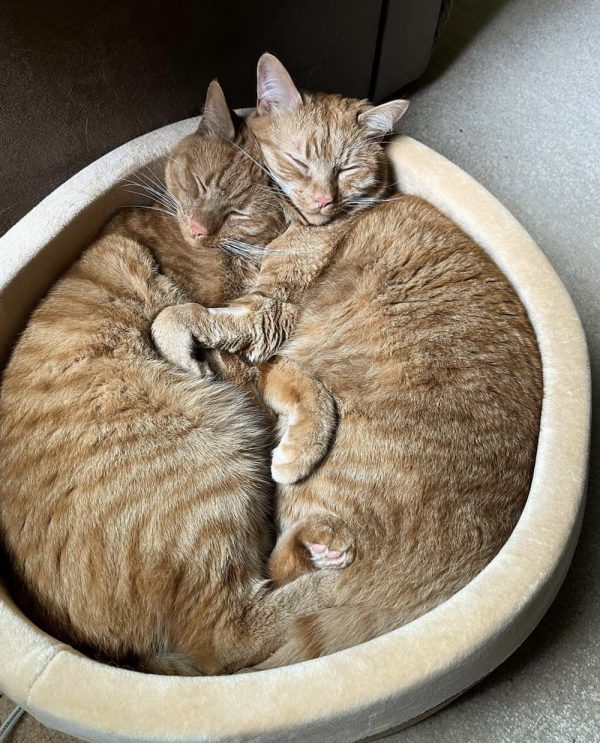 Cats Cuddling: 21 Adorable Photos of Snuggling Felines - Great Pet Living