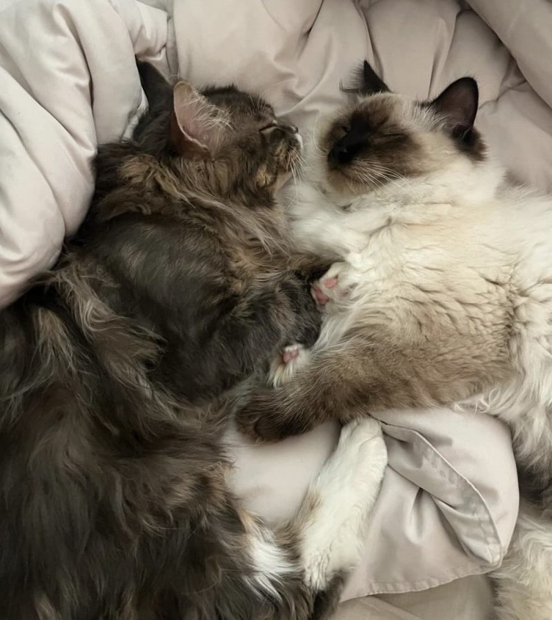 Cats Cuddling: 21 Adorable Photos of Snuggling Felines - Great Pet Living