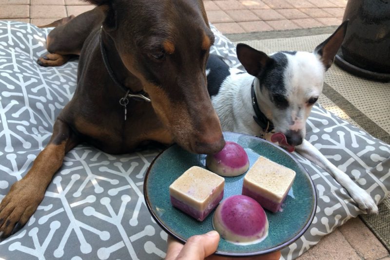 6 Indoor Dog Enrichment Ideas for Rainy Days - Great Pet Living