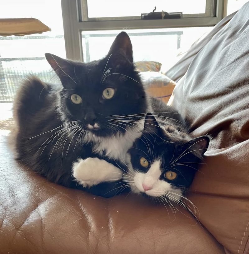 Cats Cuddling: 21 Adorable Photos of Snuggling Felines - Great Pet Living