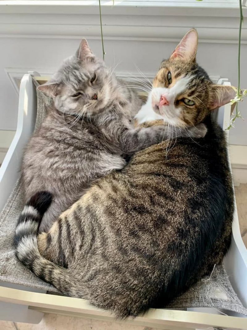 Cats Cuddling: 21 Adorable Photos of Snuggling Felines - Great Pet Living