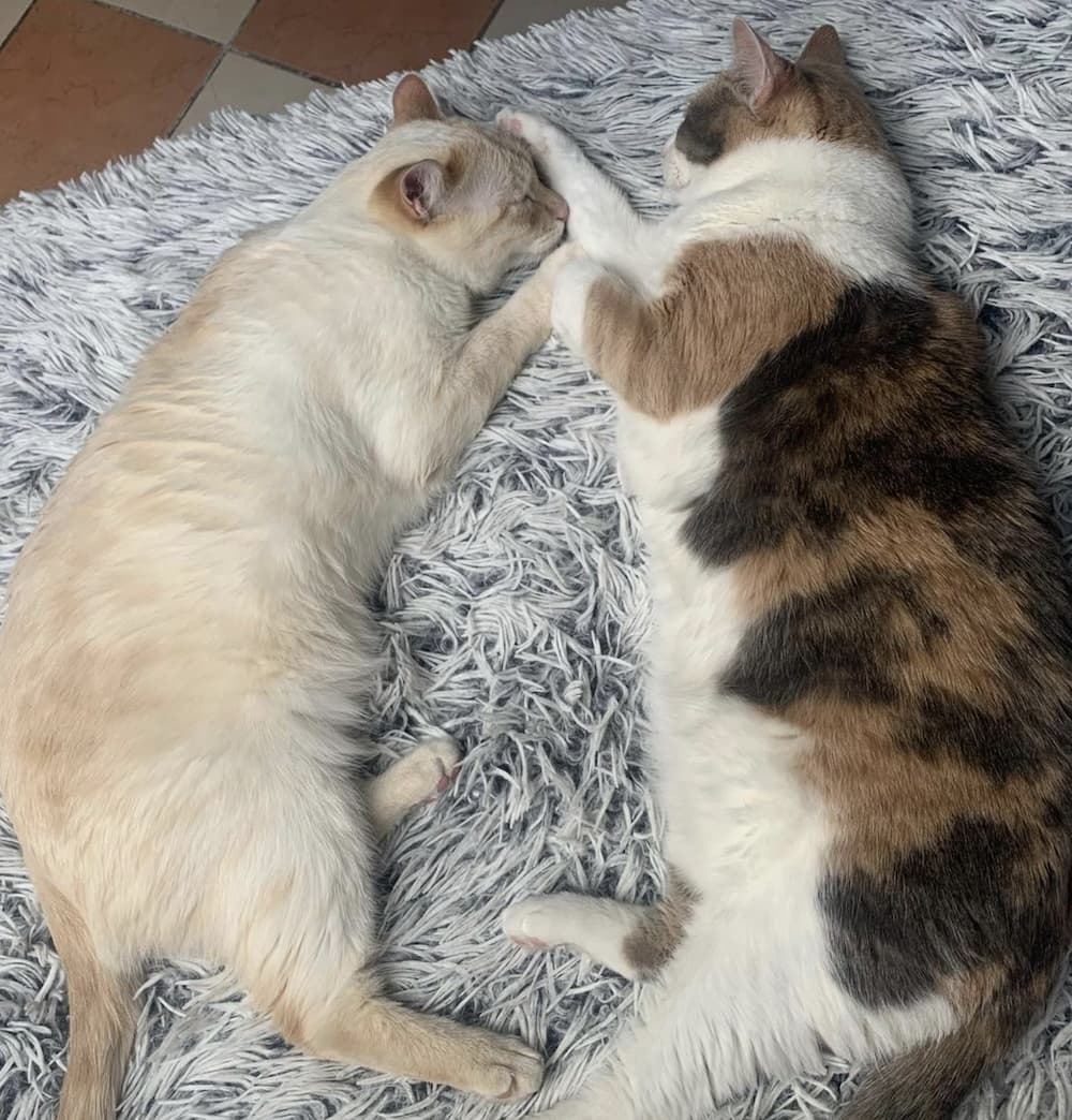 Cats Cuddling: 21 Adorable Photos of Snuggling Felines - Great Pet Living