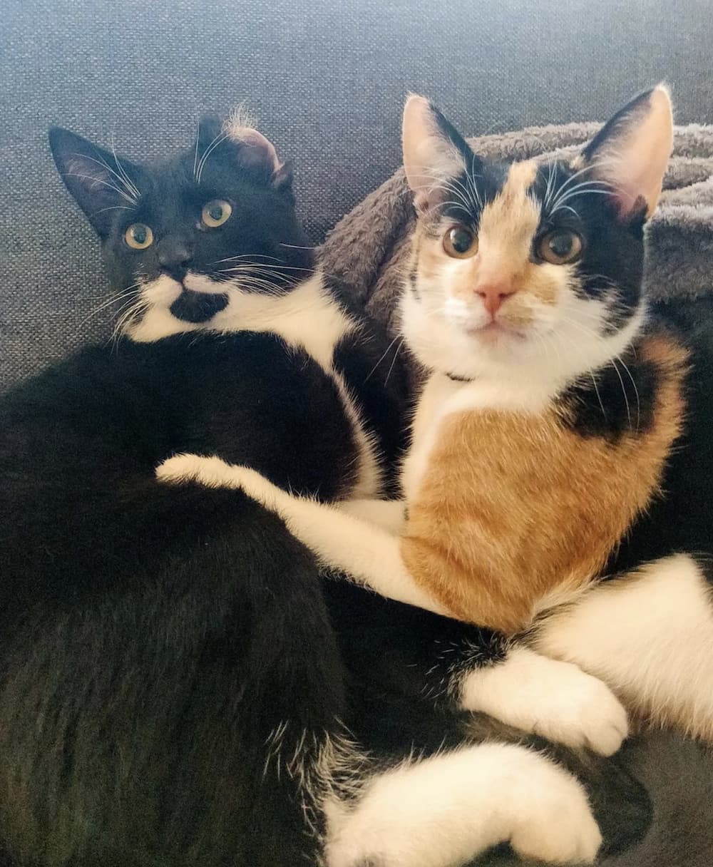 Cats Cuddling: 21 Adorable Photos of Snuggling Felines - Great Pet Living