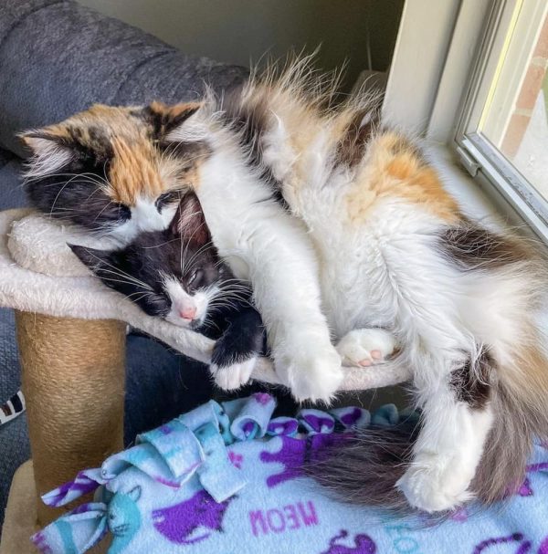 Cats Cuddling: 21 Adorable Photos of Snuggling Felines - Great Pet Living