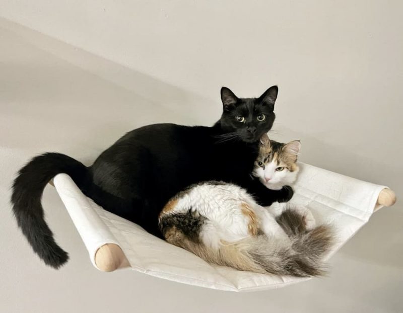 Cats Cuddling: 21 Adorable Photos of Snuggling Felines - Great Pet Living