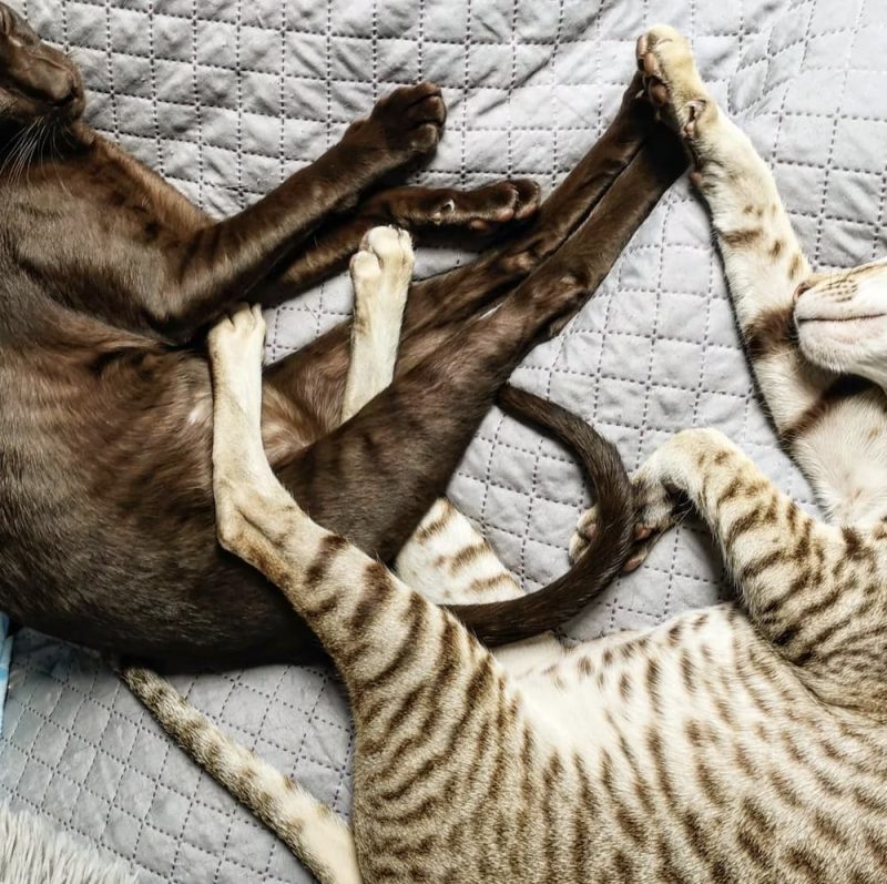 Cats Cuddling: 21 Adorable Photos of Snuggling Felines - Great Pet Living