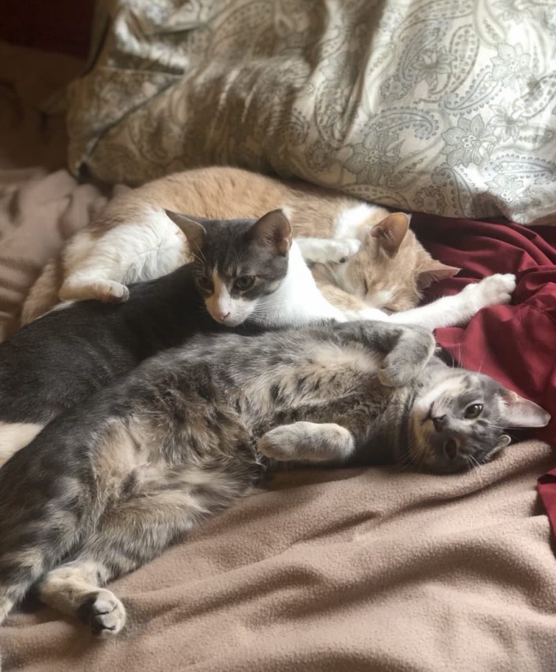 Cats Cuddling: 21 Adorable Photos of Snuggling Felines - Great Pet Living