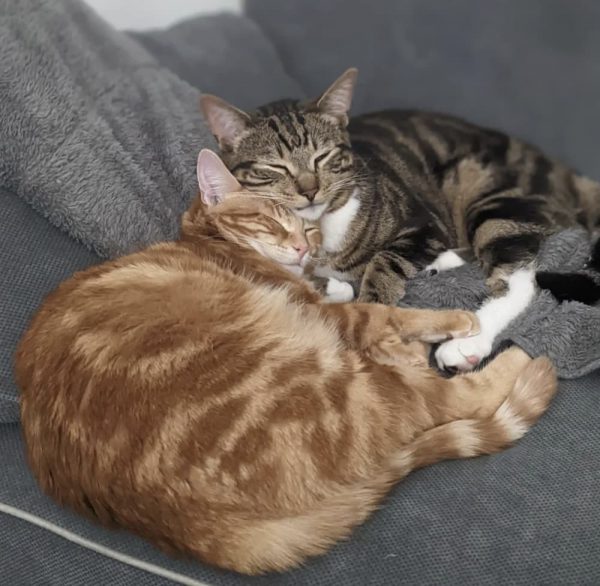 Cats Cuddling: 21 Adorable Photos of Snuggling Felines - Great Pet Living