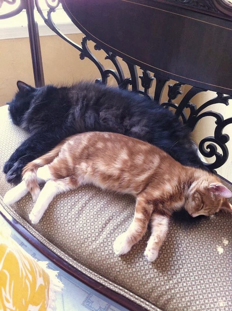 Cats Cuddling: 21 Adorable Photos of Snuggling Felines - Great Pet Living