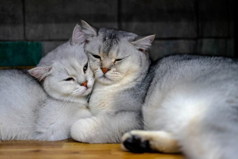 Cats Cuddling: 21 Adorable Photos of Snuggling Felines - Great Pet Living