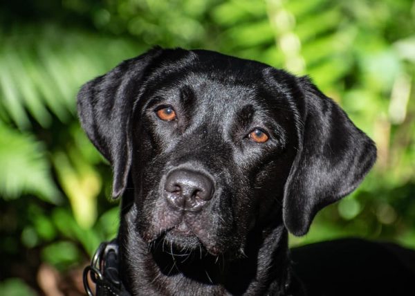 32 Labrador Retriever Quotes to Celebrate Loyalty and Love - Great Pet ...