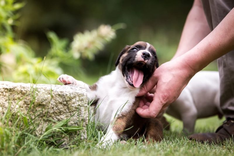 Are Dogs Ticklish? - Great Pet Living