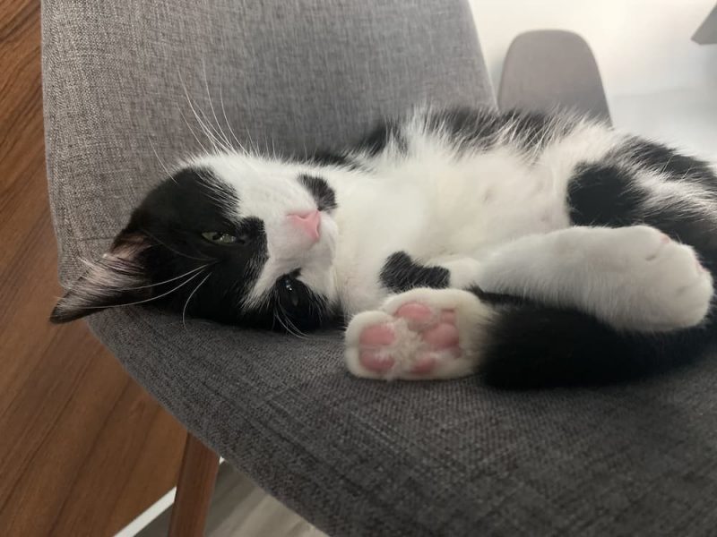 Cat Toe Beans: 10 Surprising Facts (and Cute Photos!) - Great Pet Living